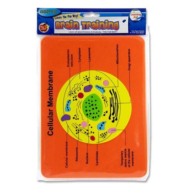 Brain Training Foam Puzzle of Cellular Membrane by Clever Kidz– Shop Inc